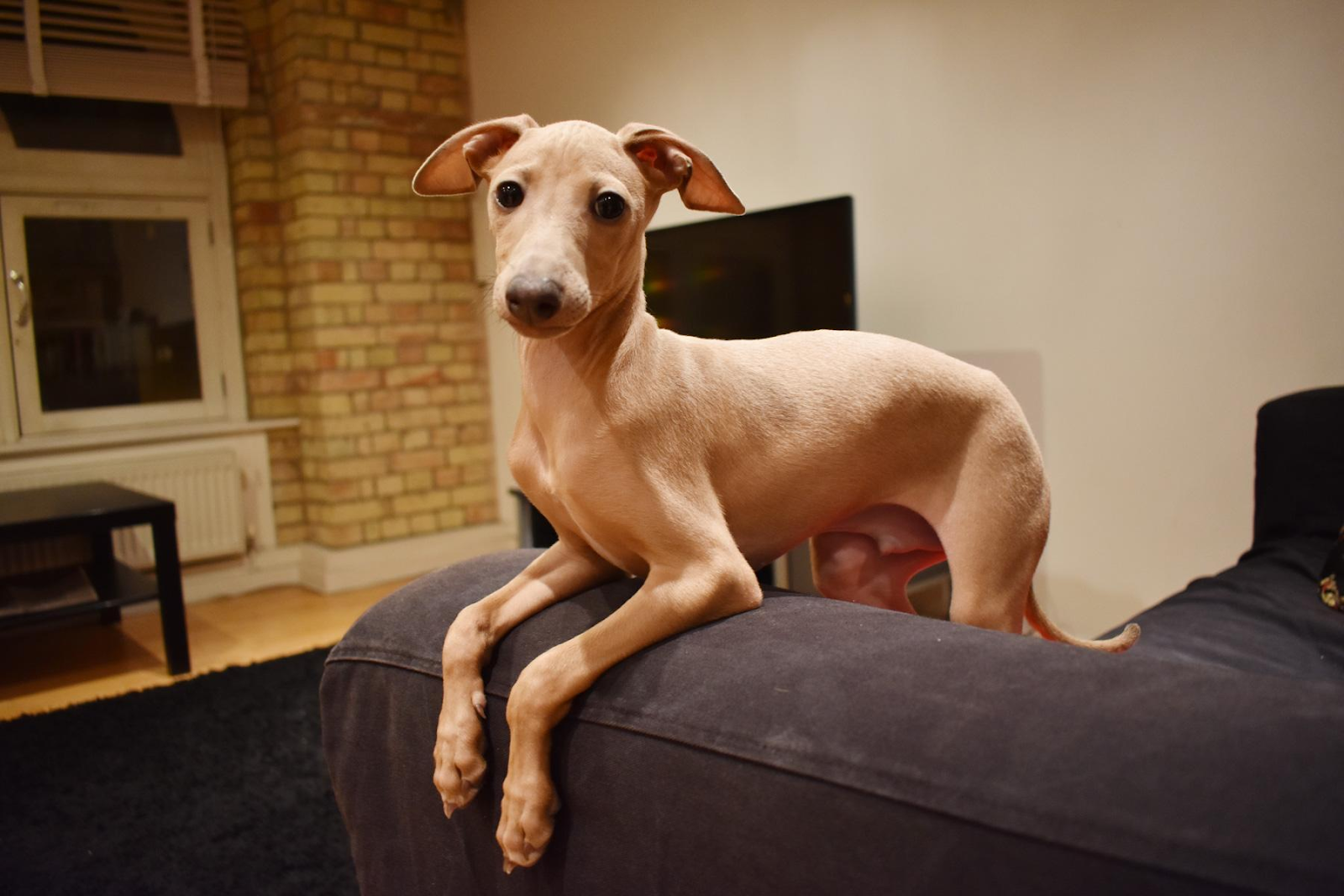 Italian Greyhound Personality Basic Trainability Diet Origin
