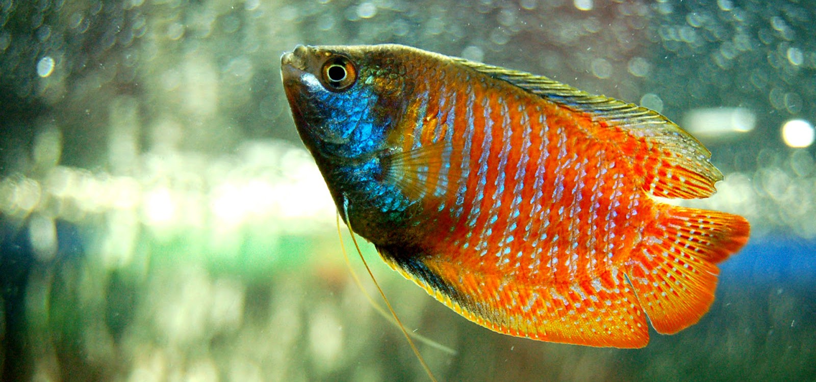 Aquarium Fish Diseases Guide: (Causes, Symptoms & Treatments)