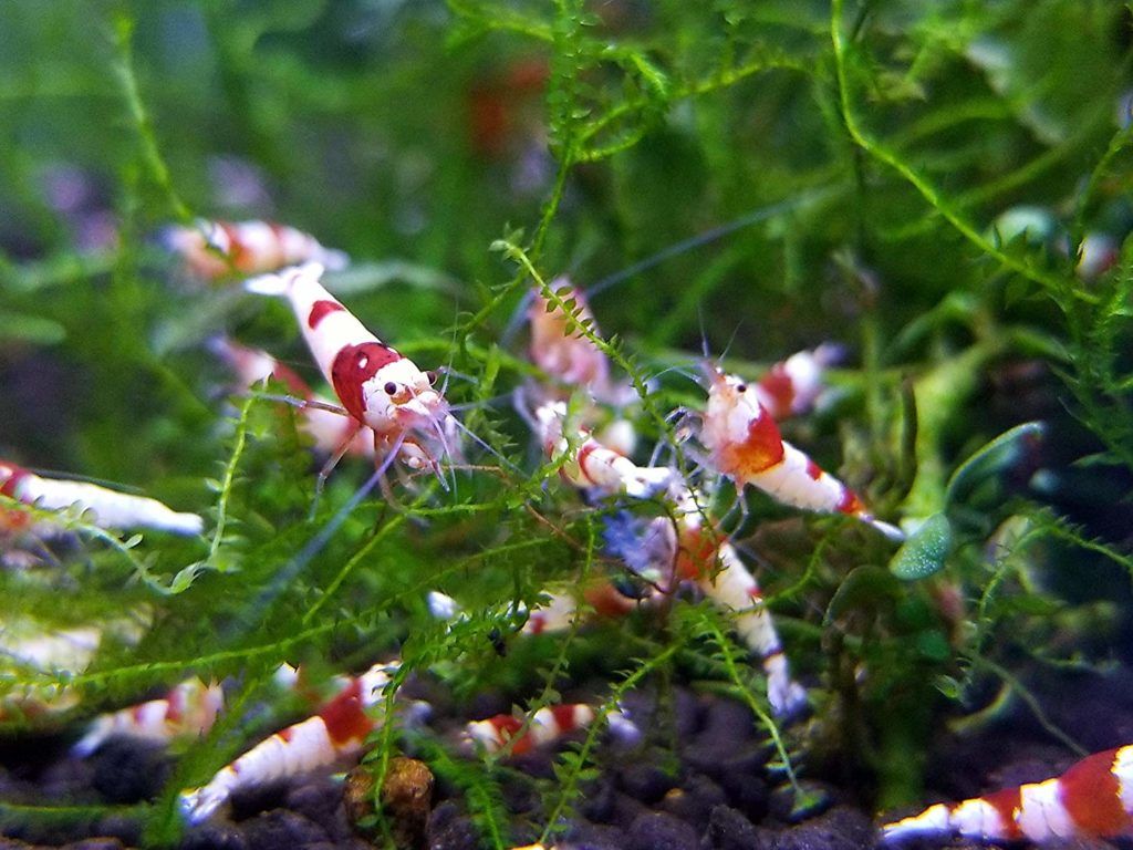 Crystal Red Shrimp: A Complete Guide for the CRS Shrimp Species