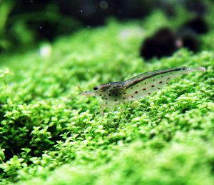 A Complete Amano Shrimp Care and Breeding Guide 2019
