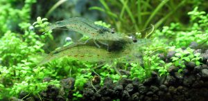 A Complete Amano Shrimp Care and Breeding Guide 2019