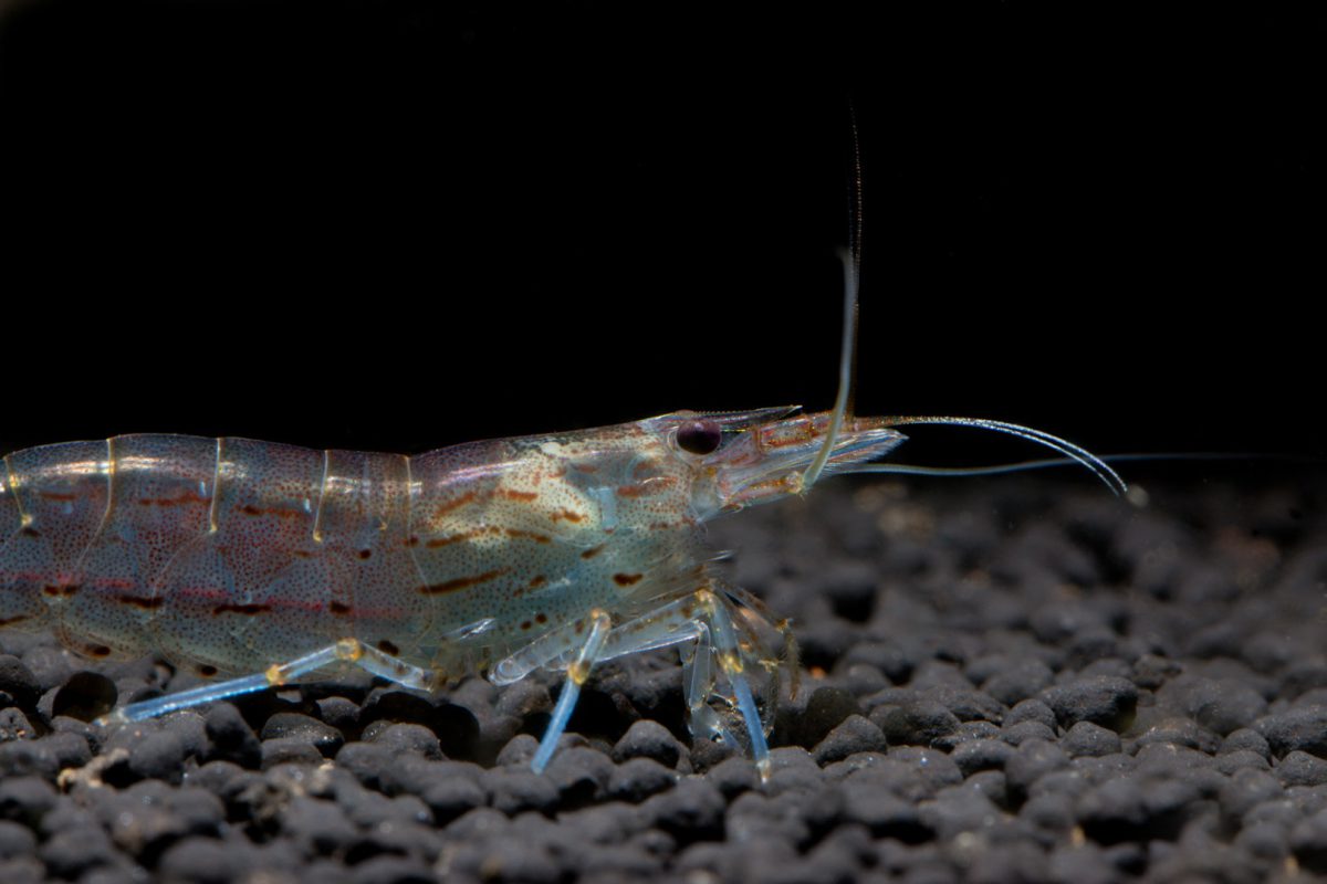 A Complete Amano Shrimp Care and Breeding Guide 2019