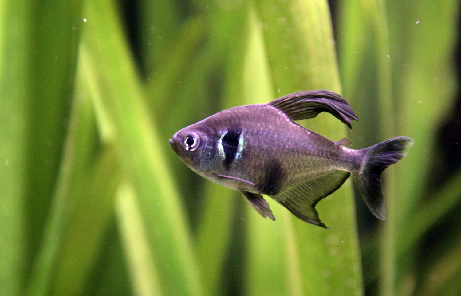 Tetra Fish Guide | Neon, Cardinal, Ember, Serpae Fish