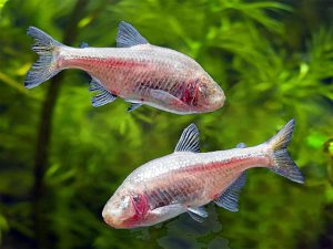 Tetra Fish Guide | Neon, Cardinal, Ember, Serpae Fish