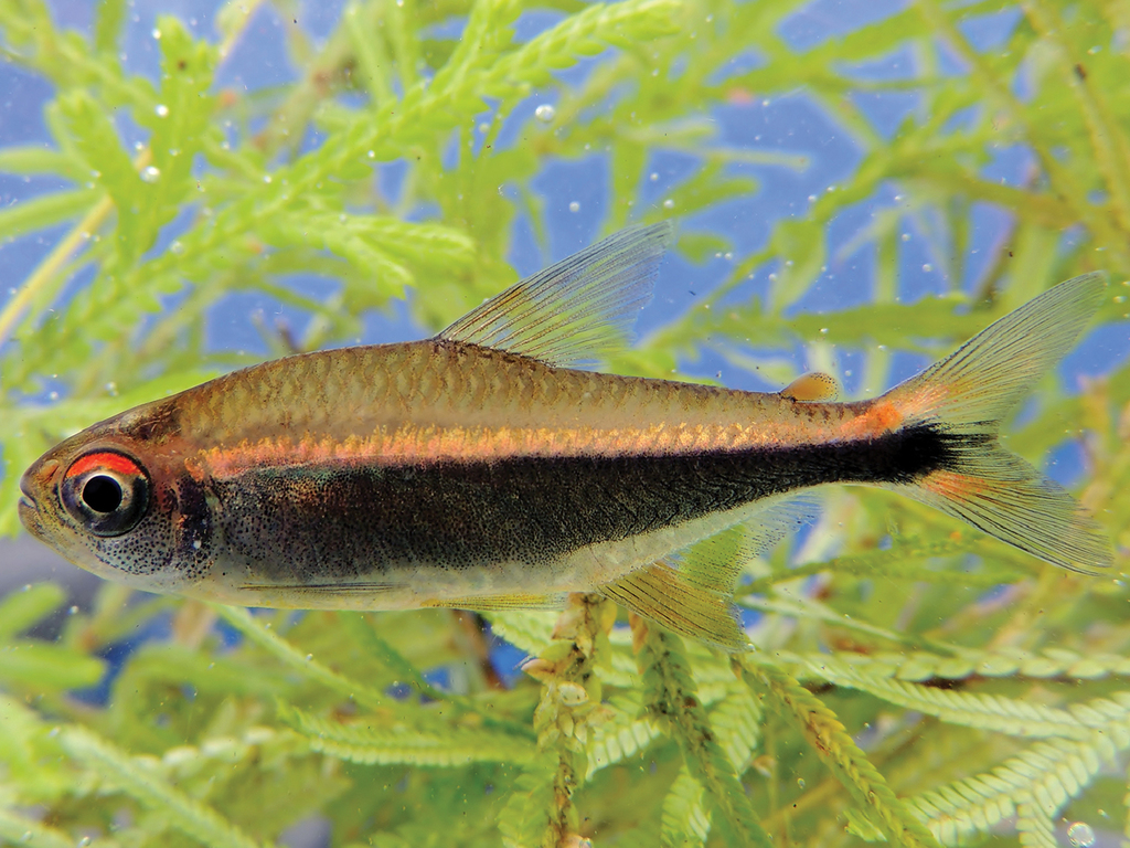 Tetra Fish Guide | Neon, Cardinal, Ember, Serpae Fish