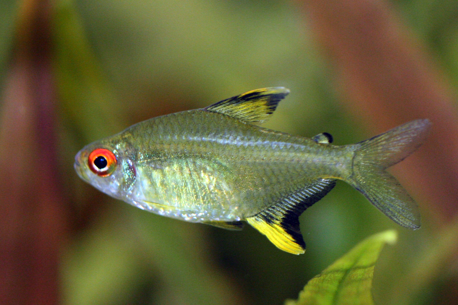 Tetra Fish Guide | Neon, Cardinal, Ember, Serpae Fish