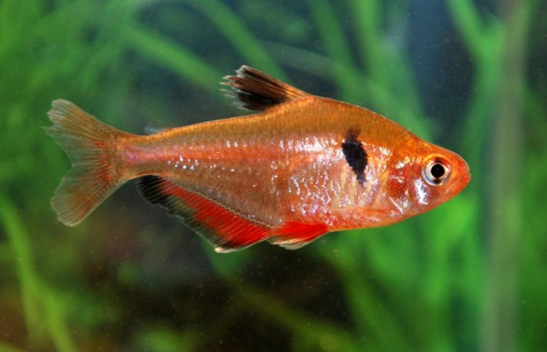 Tetra Fish Guide | Neon, Cardinal, Ember, Serpae Fish