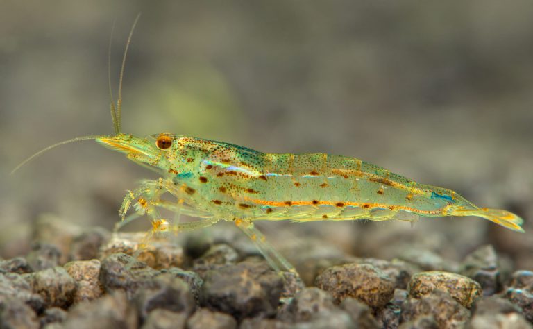 A Complete Amano Shrimp Care and Breeding Guide 2019