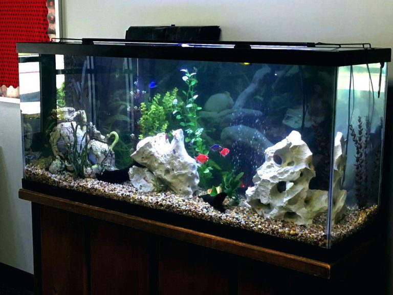 12 Best 55 Gallon Fish Tank & Aquarium Kits Reviews 2020
