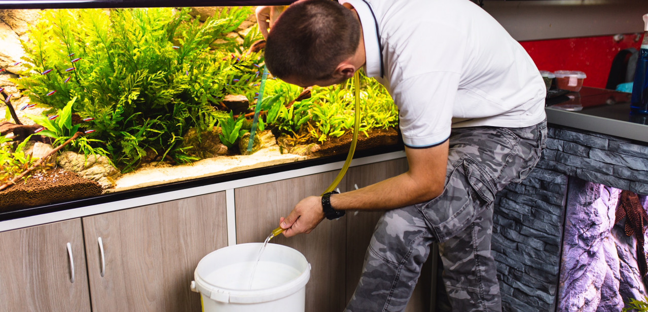 Learn How to Clean Fish Tank and Change Water in Aquarium