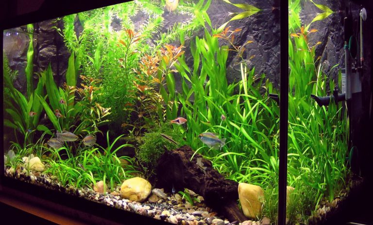 How to Setup an Aquarium Heater - Submersible Fish Tank Heater Guide