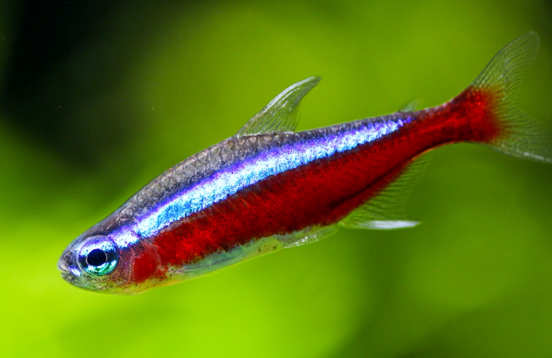 Tetra Fish Guide | Neon, Cardinal, Ember, Serpae Fish