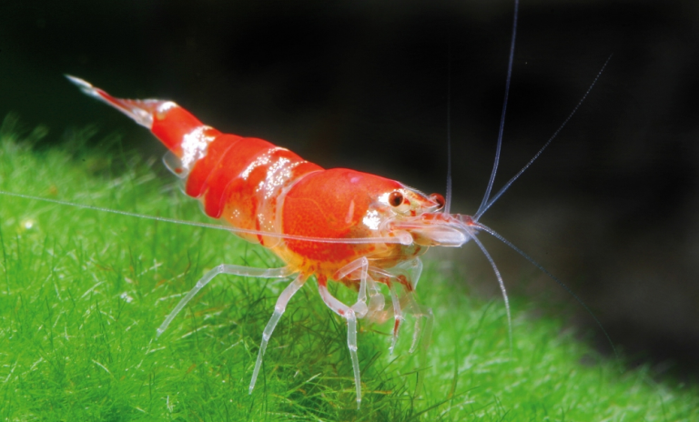 Crystal Red Shrimp: A Complete Guide for the CRS Shrimp Species