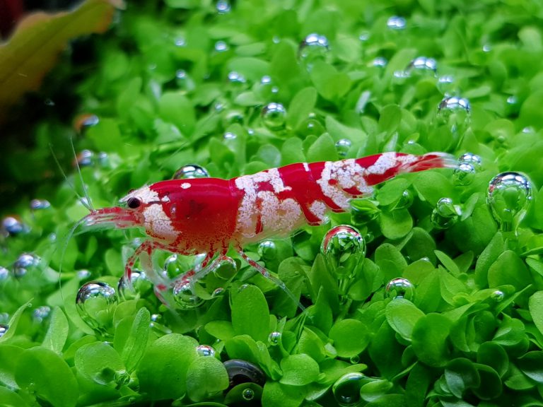 Crystal Red Shrimp: A Complete Guide for the CRS Shrimp Species