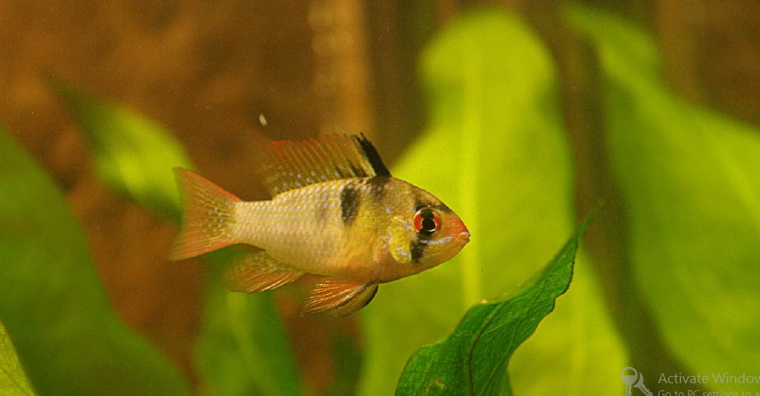 German Blue Ram Cichlid Care, Breeding, Size Guide