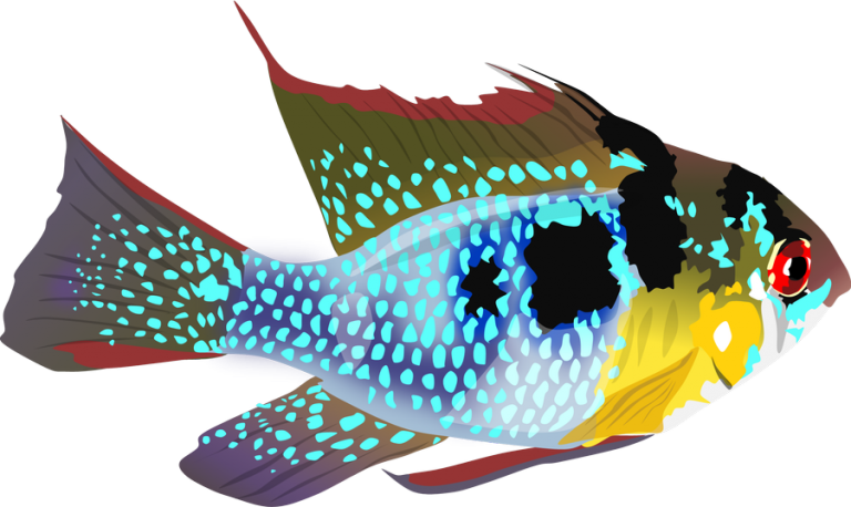 German Blue Ram Cichlid Care, Breeding, Size Guide