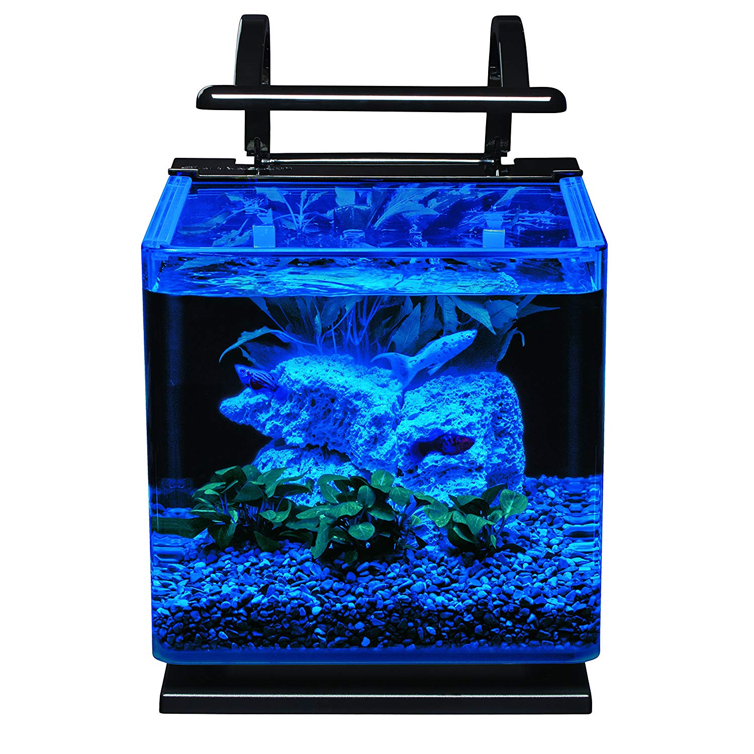 The 6 Best Fish Tanks for Beginners – Small Fish Tank Reviews