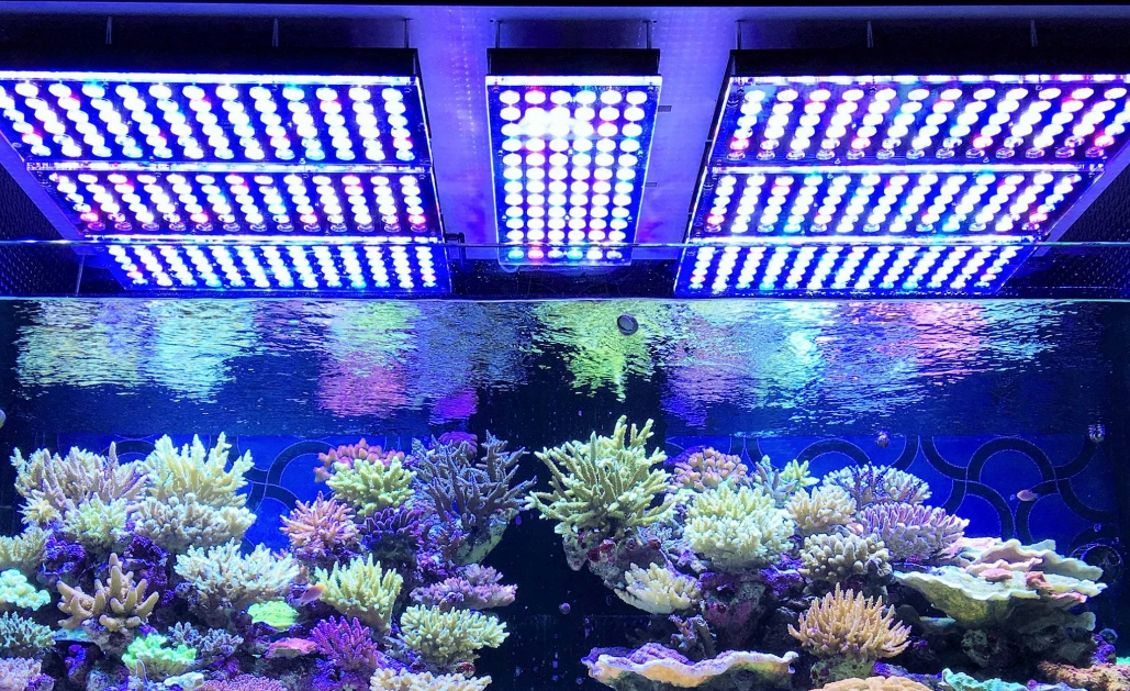 5 Best Reef LED Aquarium Light {Reviews 2019} & Guidelines