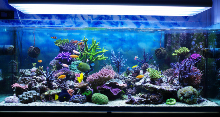 Saltwater Aquarium Setup for Beginners (Saltwater Fish Tank Guide 2019)