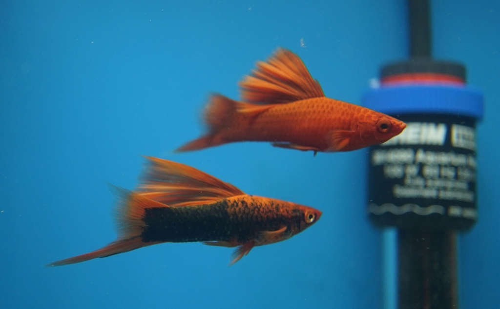 Swordtail Fish - Tropical Aquarium Fish Guide {Red/Pineapple Swordtail}
