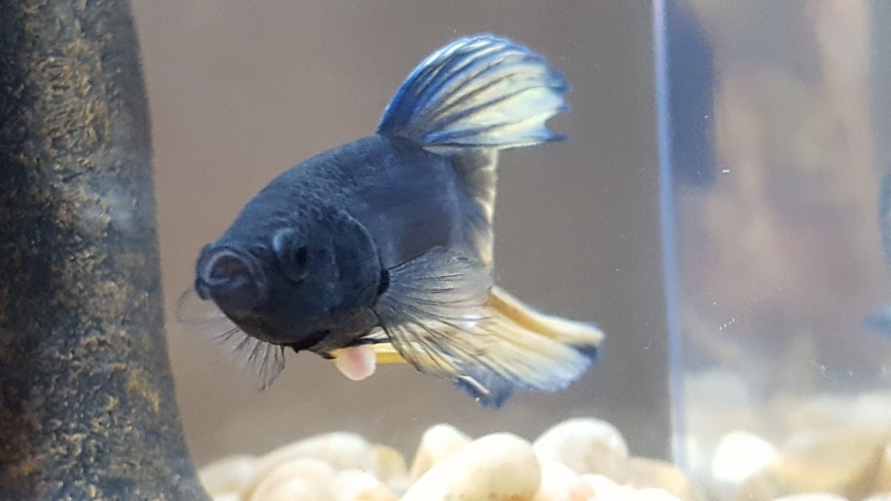 Betta Fish Bubble Nest - Everything You Should Know (2019 Version)