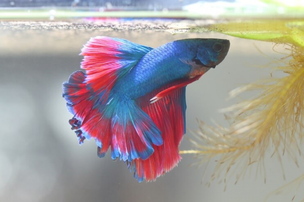 Betta Fish Bubble Nest - Everything You Should Know (2019 Version)