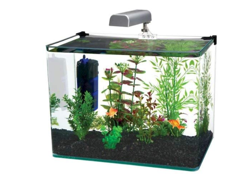 Best 10 Gallon Fish Tank Reviews (Setup, Fishes & Maintenance Guide)
