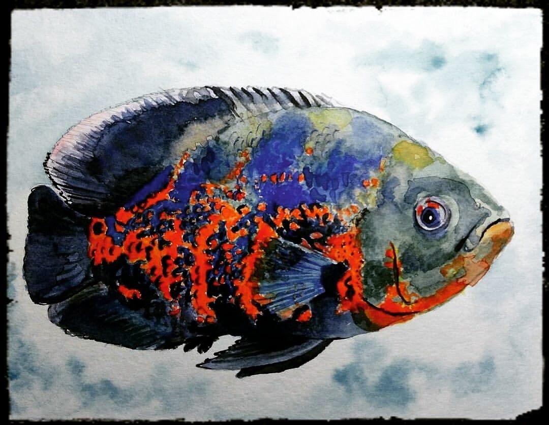 Oscar Fish Guide: (Care, Breeding, Food, Tank Mates, Life & More)