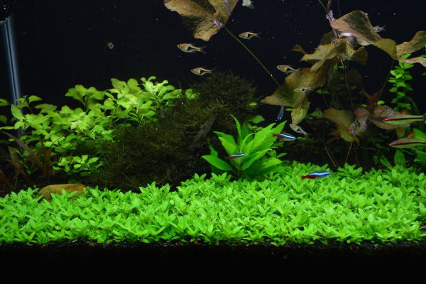 Foreground Aquarium Plants: Types & Methods of Planting