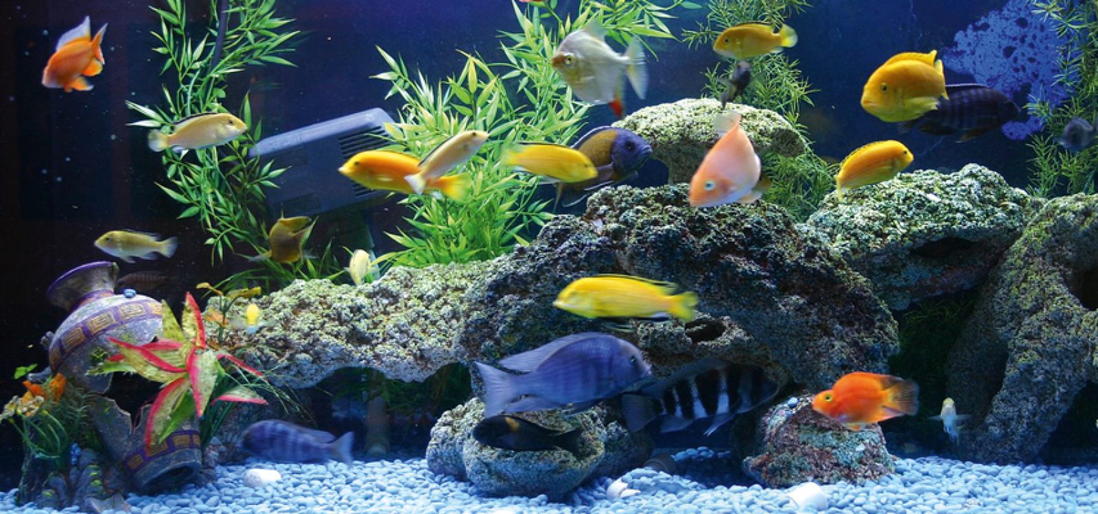 African Cichlids: Care, Food, Fish Tank, Types & Behavior (2019 Guide)