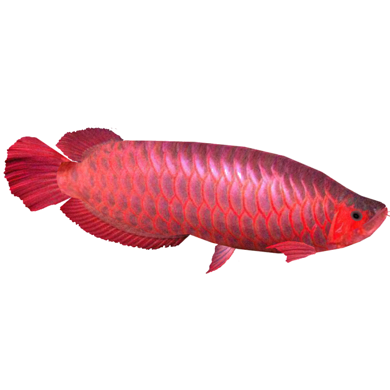 101 of Silver Arowana Fish: Care, Behavior, Tank Size, Life, Diet Guide