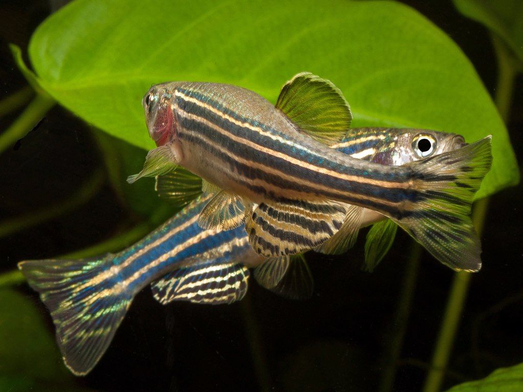 Zebra Danio Care Guide (Diet, Breeding, Tankmates & More)