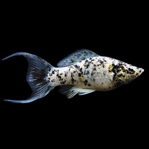 Molly Fish: Care, Types, Breeding, Tank Mates & Behavior Guide