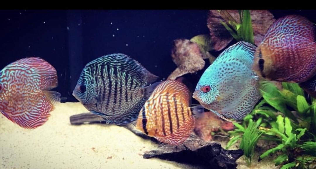 Discus Fish: Care, Breeding, Tank Mate Guide 2019