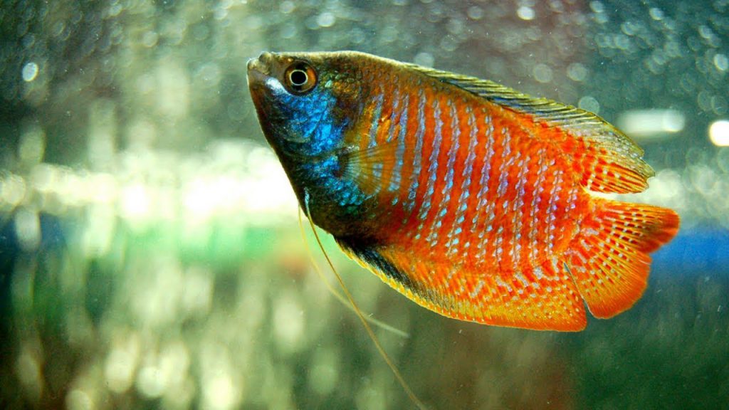 Dwarf Gourami Care Guide (Food, Mating & Tank Conditions) Dwarf Gourami Care Guide (Food, Mating & Tank Conditions)
