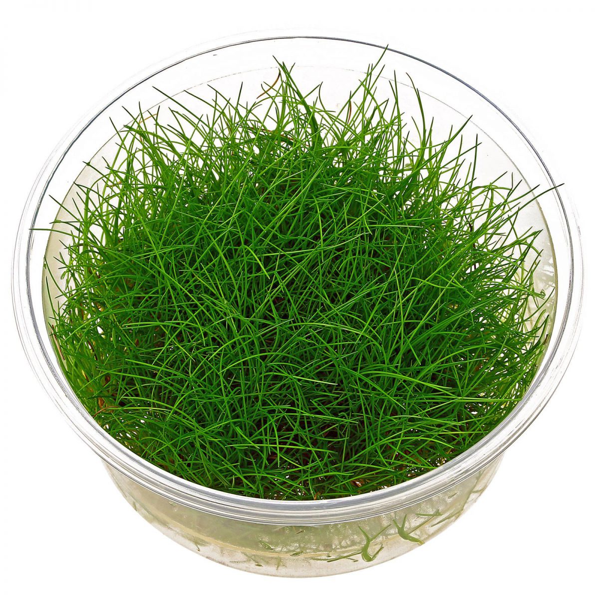 10 Best Aquarium Carpet Plants For Your Fish Tank