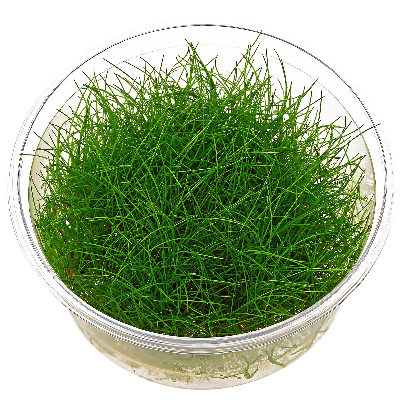 10 Best Aquarium Carpet Plants For Your Fish Tank