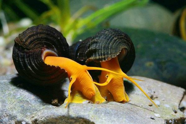 How Long Do Snails Sleep? Know Snail Sleep Duration, Method & Facts