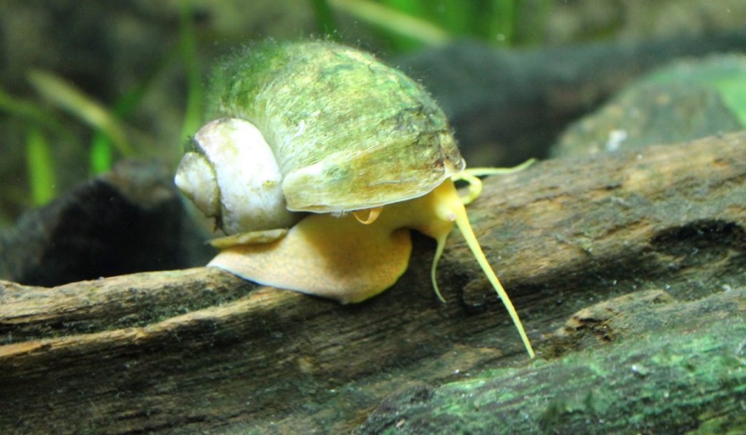 How Long Do Snails Sleep? Know Snail Sleep Duration, Method & Facts