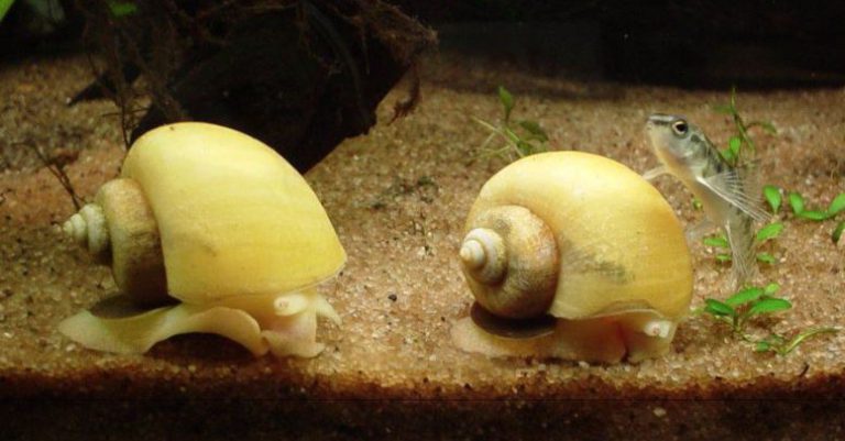 How Long Do Snails Sleep? Know Snail Sleep Duration, Method & Facts