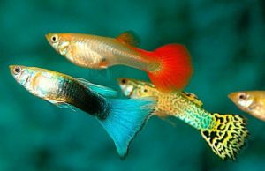 Guppies (Guppy Fish) Complete Guide: Breeding, Care, Behavior & Color