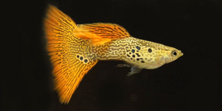 Guppies (Guppy Fish) Complete Guide: Breeding, Care, Behavior & Color