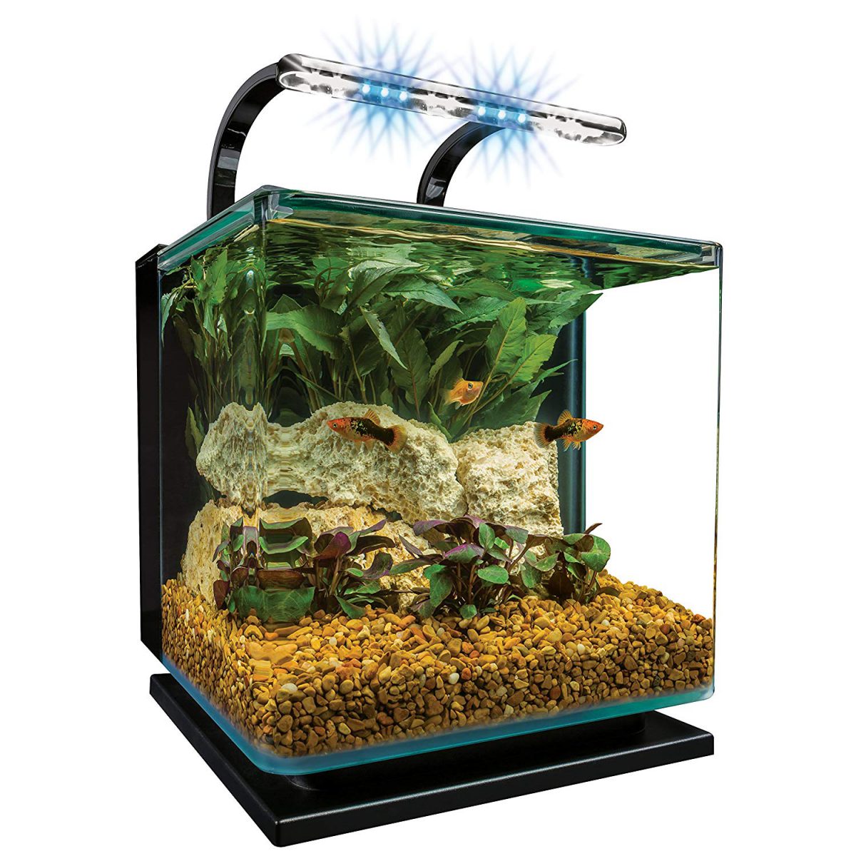 Best 3 Gallon Fish Tanks To Get For Your Fish In 2019