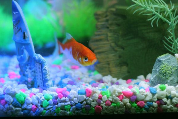 Molly Fish: Care, Types, Breeding, Tank Mates & Behavior Guide