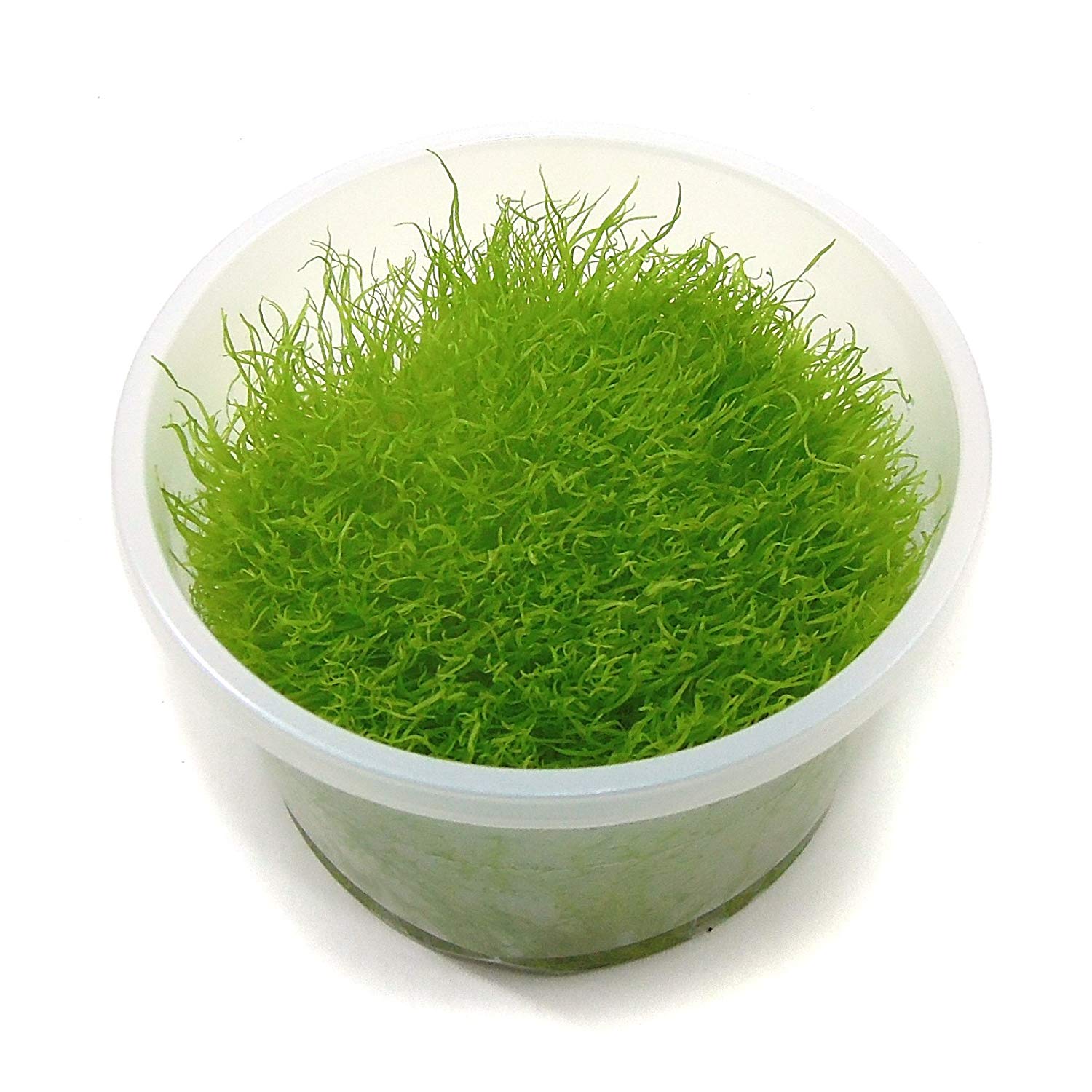 10 Best Aquarium Carpet Plants For Your Fish Tank