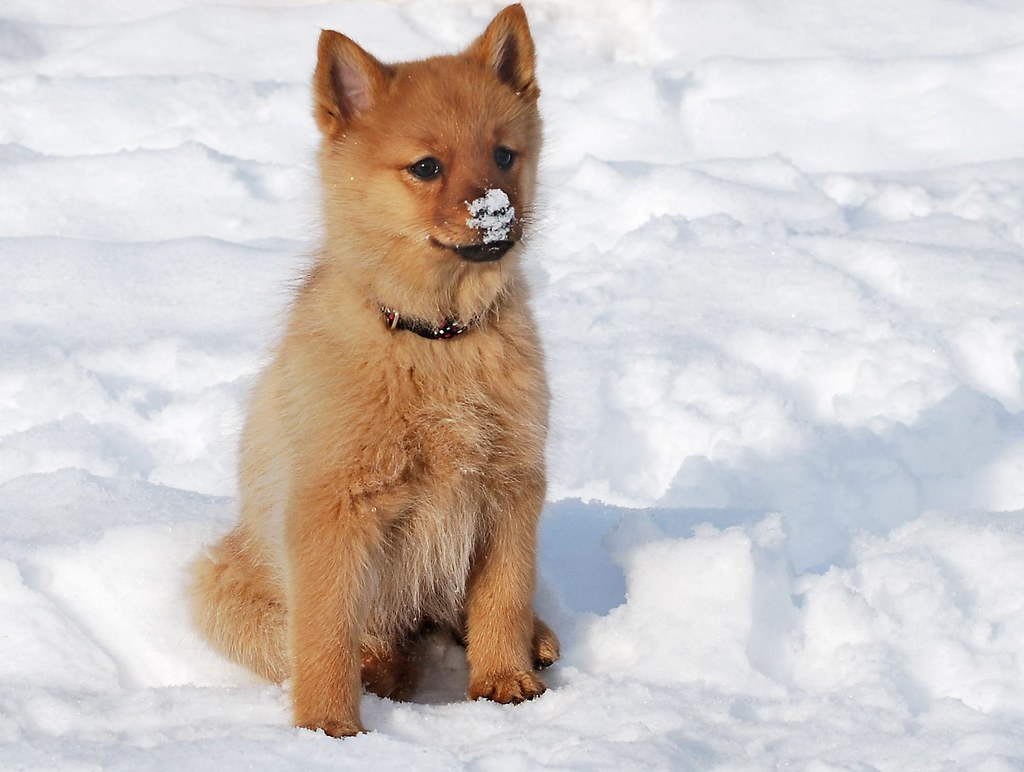 A Finnish Spitz: Complete Care Guide and Features (2020)