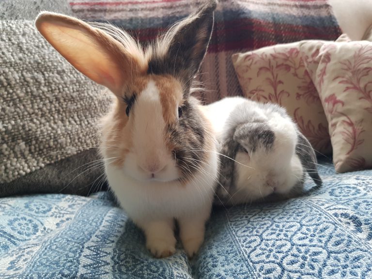 Best Information About Rabbit Diseases & Treatment