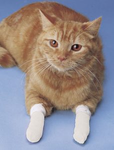 How to Bandaging a Cat ? | Bandaging Tips and Tricks