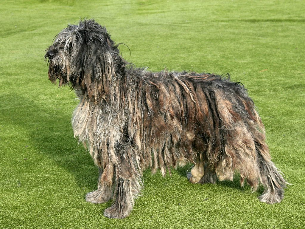 Bergamasco Dog Breed (Information, History & Characterstics)