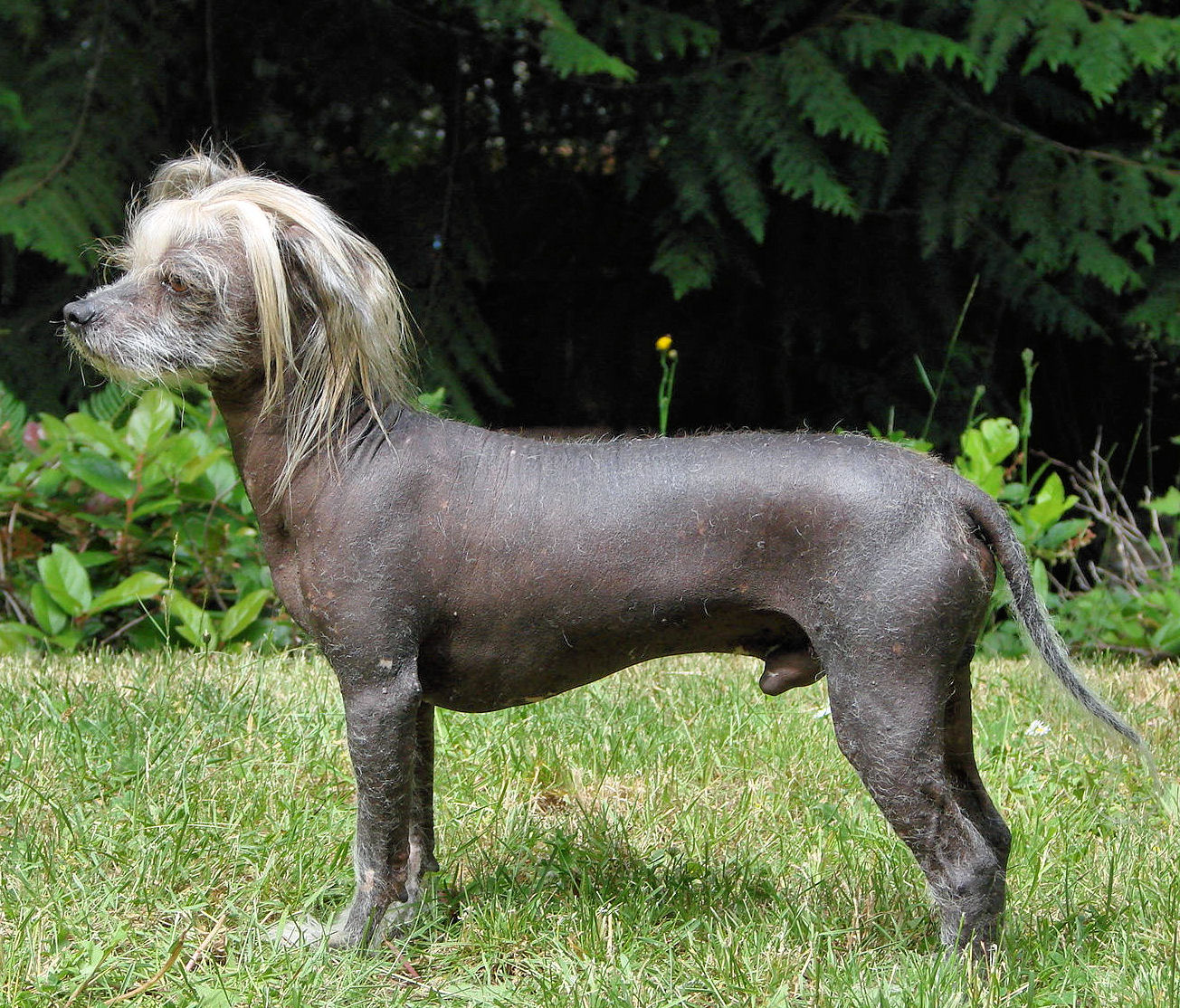 Top 5 most famous Hairless Dog Breeds Information